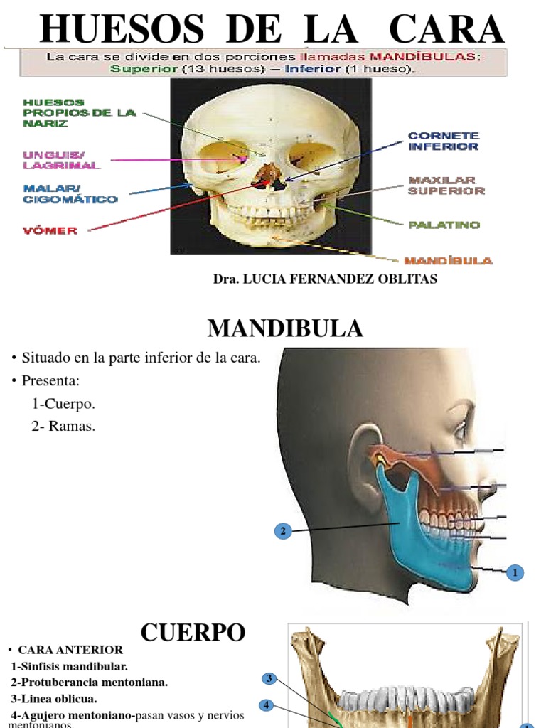 Huesos de La Cara 1-2023 - 230313 - 061215 | PDF | Cabeza y cuello humanos | Anatomía
