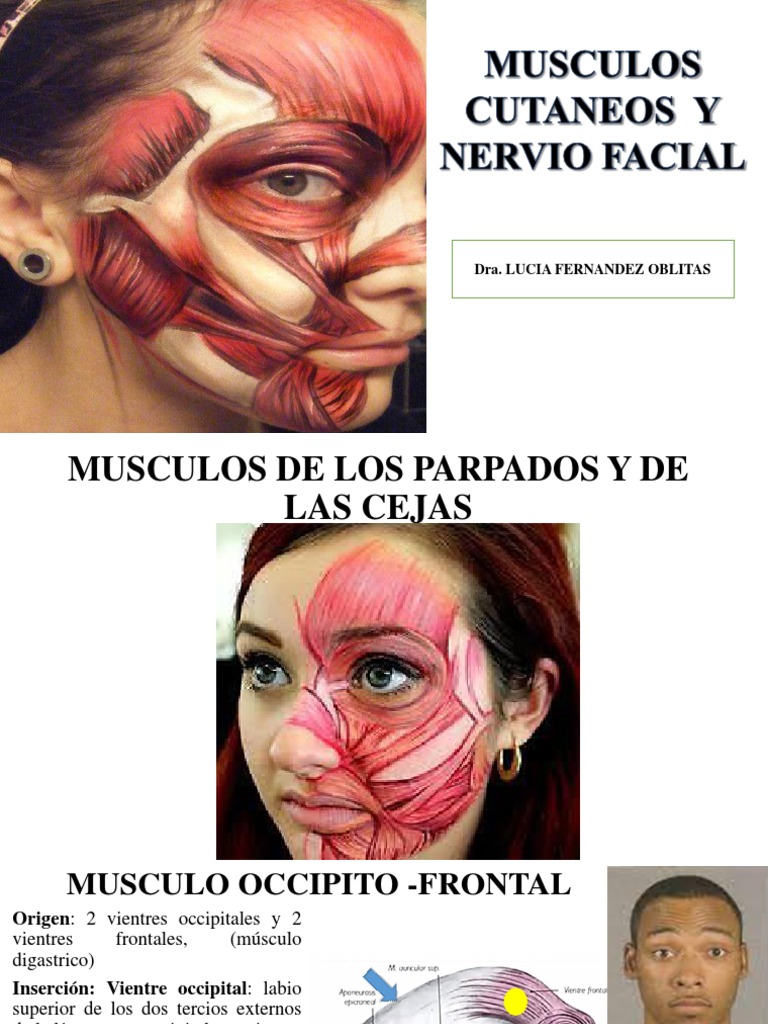 Musculos de La Mimica y Nervio Facial-Teorica-2022 - 230417 - 111017 | PDF | Cabeza y cuello ...