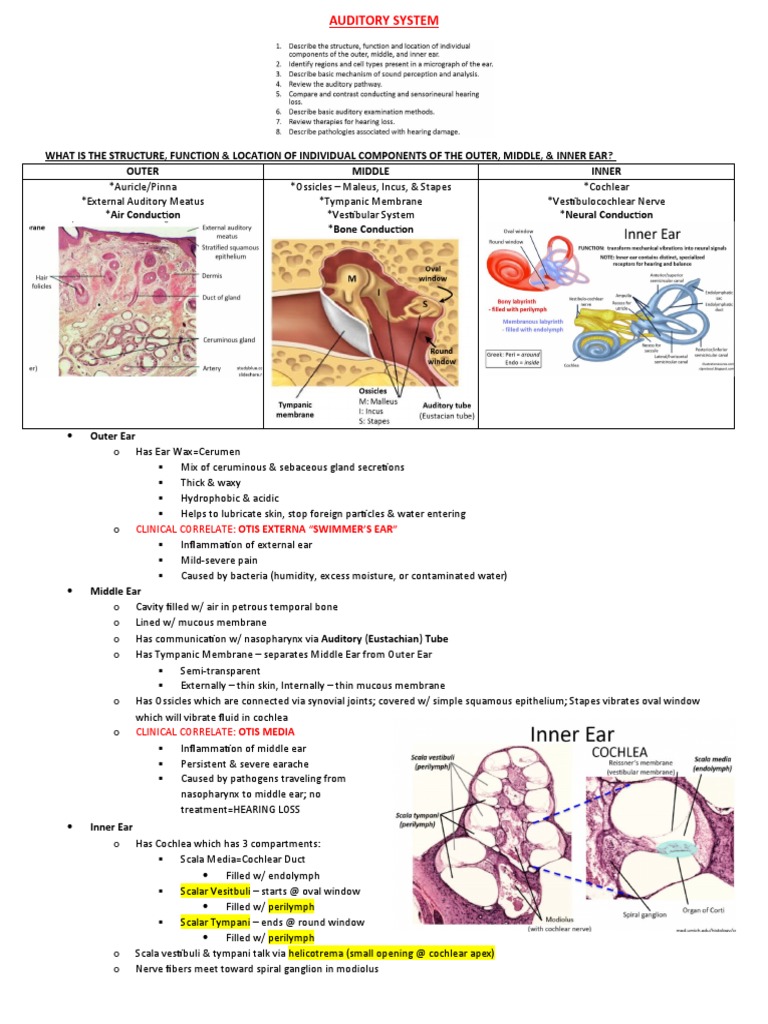 Auditory System - Study Guide | PDF | Science & Mathematics