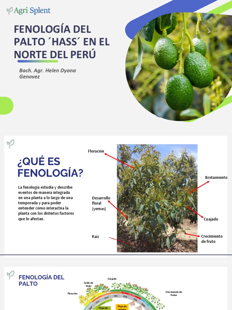 Fenología Del Palto Hass en El Norte Del Perú | PDF | Flores | Morfología (biología)