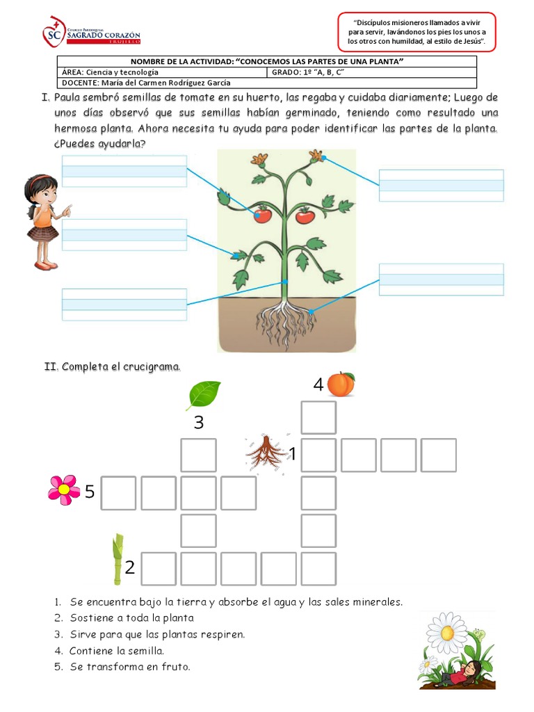Crucigrama: Partes de la Planta para Niños | PDF | Ciencia y matemáticas