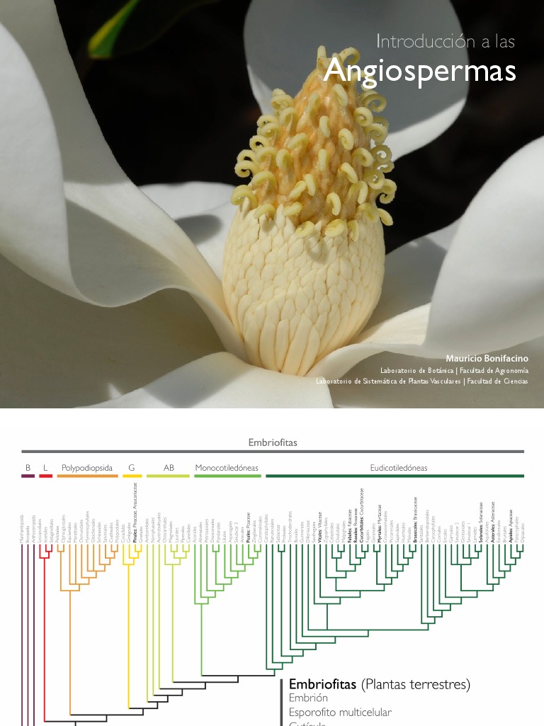 Evolución y Clasificación de Angiospermas | PDF | Flores | Técnicas hortícolas
