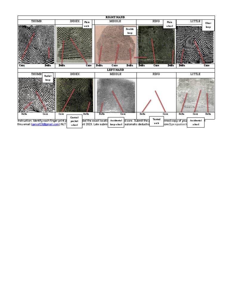 Activity 2 Finger Print Identification | PDF