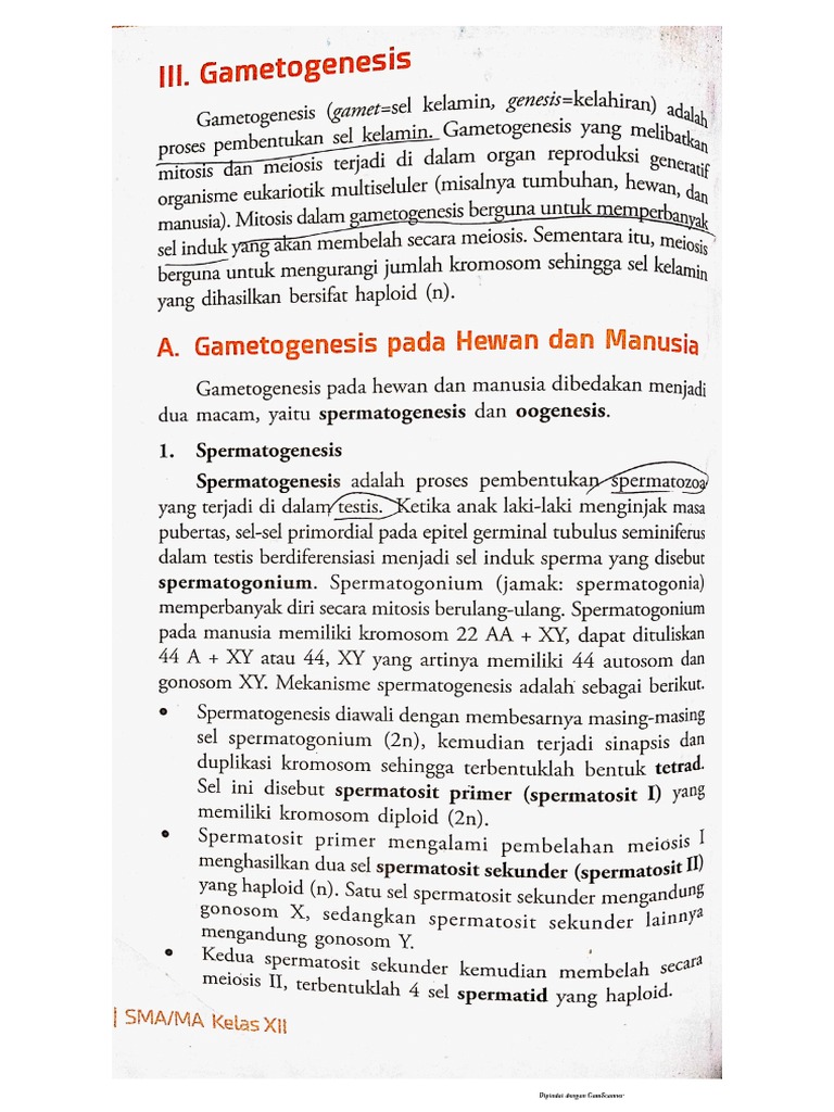 Gametogenesis | PDF