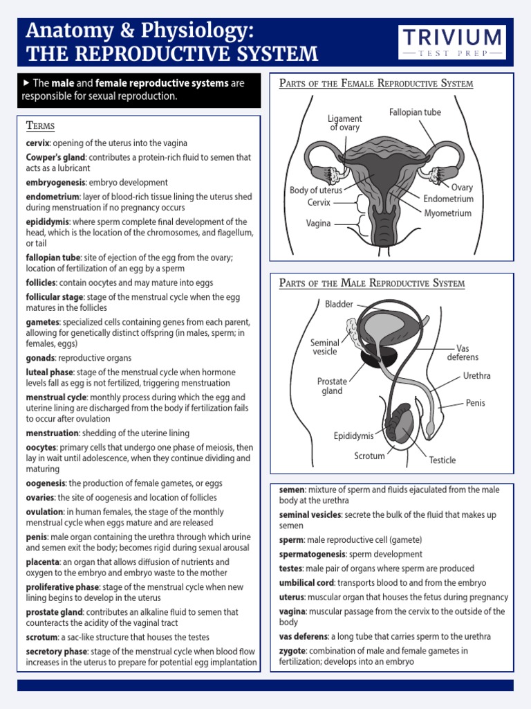 Reproductive System | PDF | Menstrual Cycle | Reproductive System