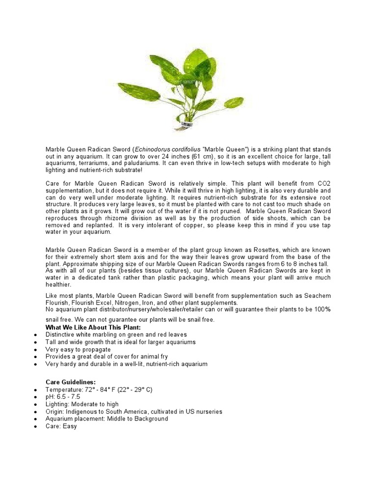 Marble Queen Radican Sword Care Guide | PDF | Aquarium | Plants