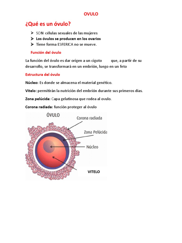 OVULO | PDF