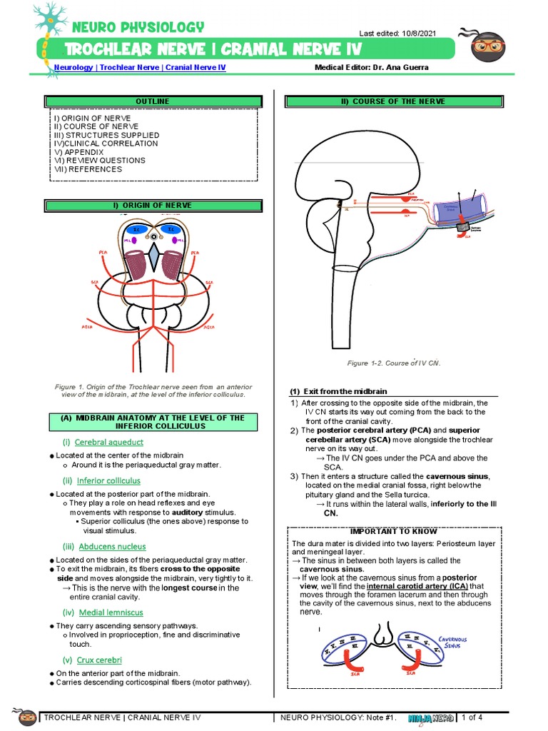 Trochlear Nerve Cranial Nerve IV Atf | PDF
