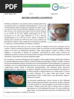 Incisión Rocky Davis | PDF | Medicina CLINICA | Anatomía