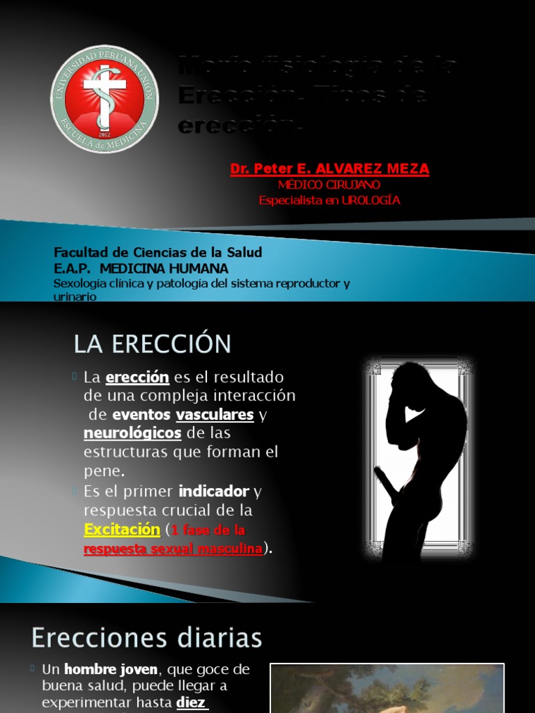 Fisiología de la Erección Masculina | PDF | Artería | Vena