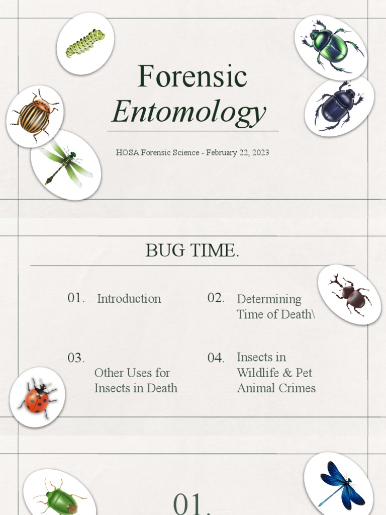 Forensic Entomology (HOSA) | PDF | Fly | Insects