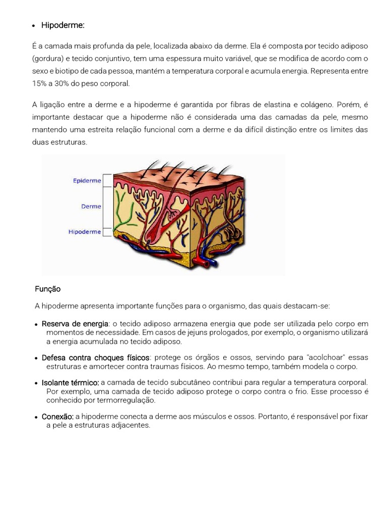 Tecido Tegumentar Hipoderme | PDF | Pele | Tecido adiposo