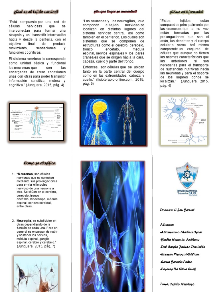 Triptico Anatomia | PDF | Sistema nervioso | Cerebro