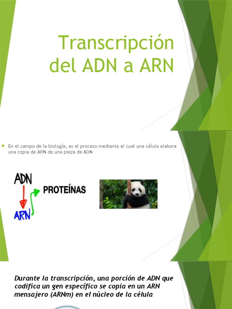 Trabajo Transcripcion Mariana | Descargar gratis PDF | Rna | Adn