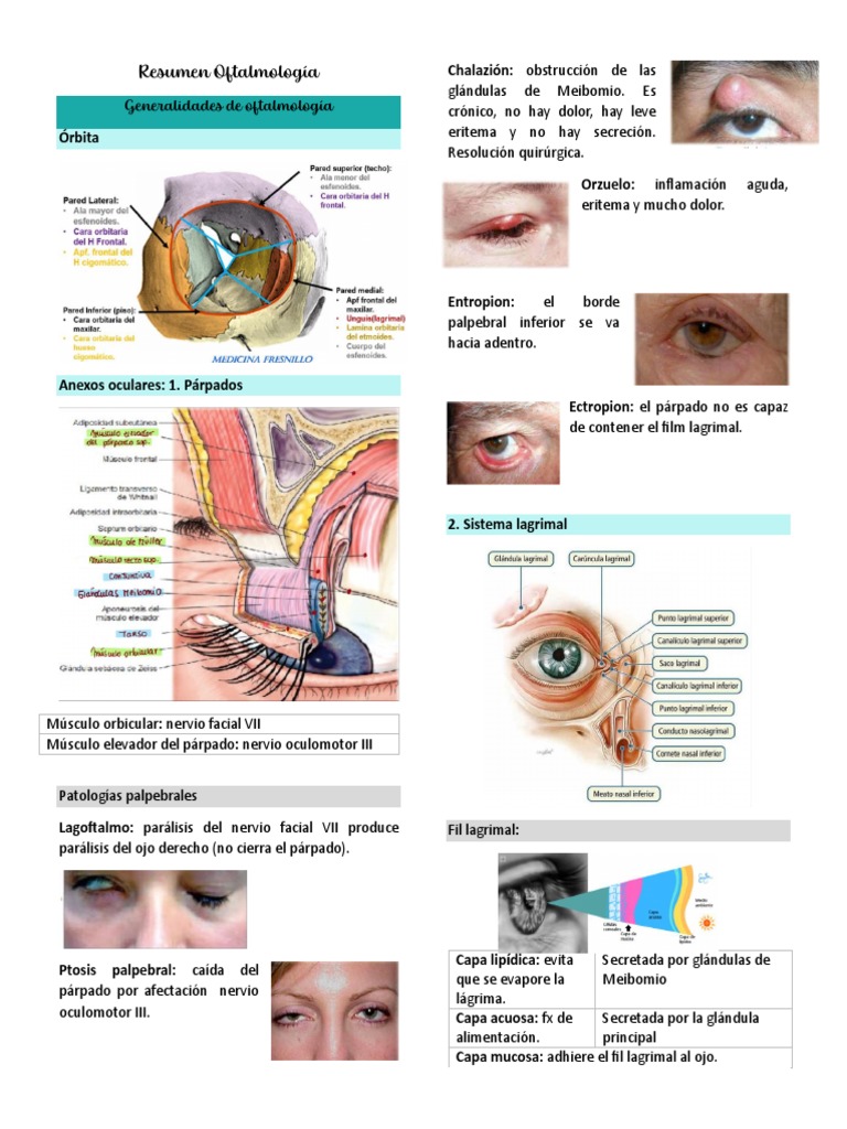 Generalidades Oftalmología | PDF | Ojo humano | Sistema nervioso