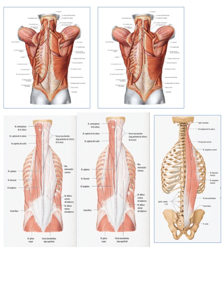 Musculos Nuca y Dorso | PDF