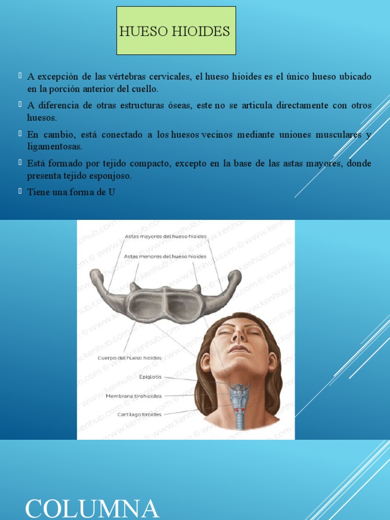 Hueso Hiodes - Columna Vertebral | PDF