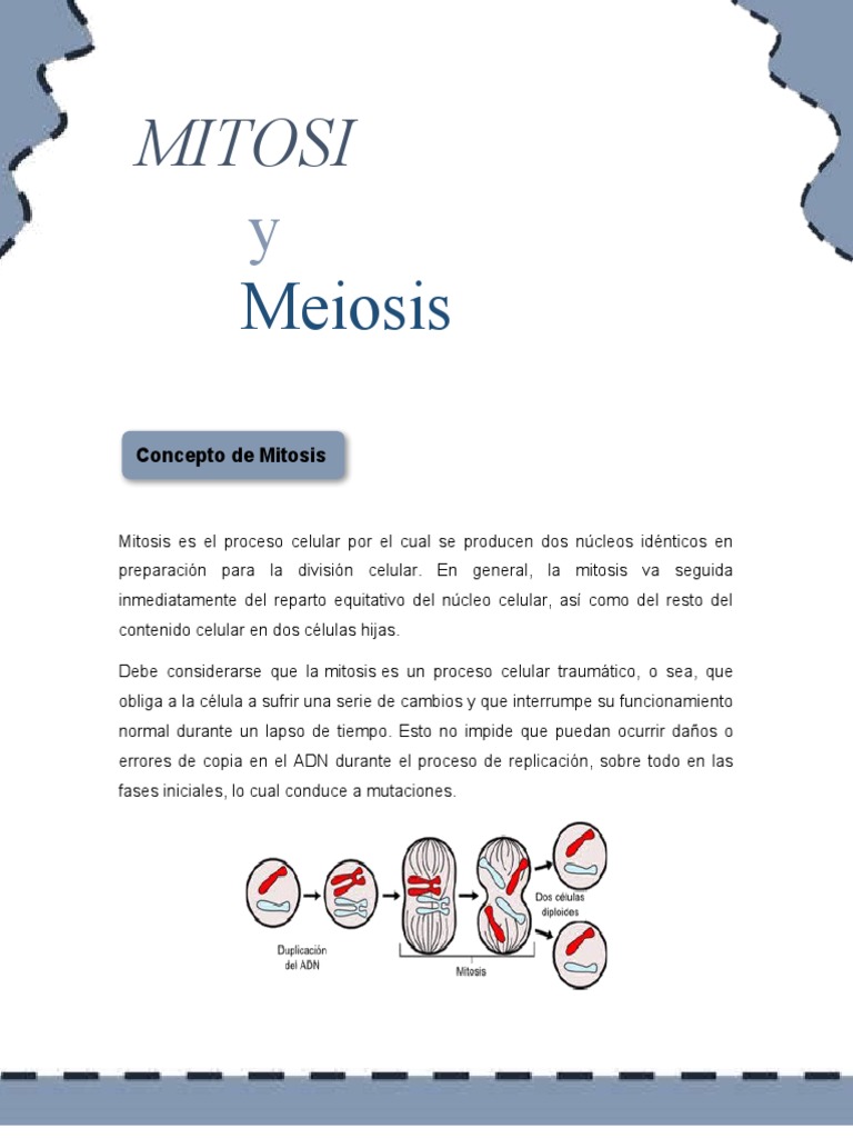 Mitosis y Meiosis | PDF | Mitosis | Mitosis