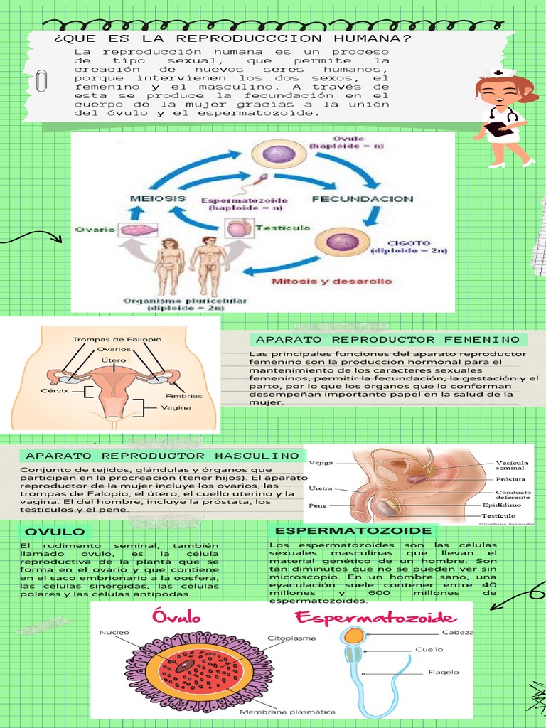 Infografia de La Reproduccion Humana | PDF