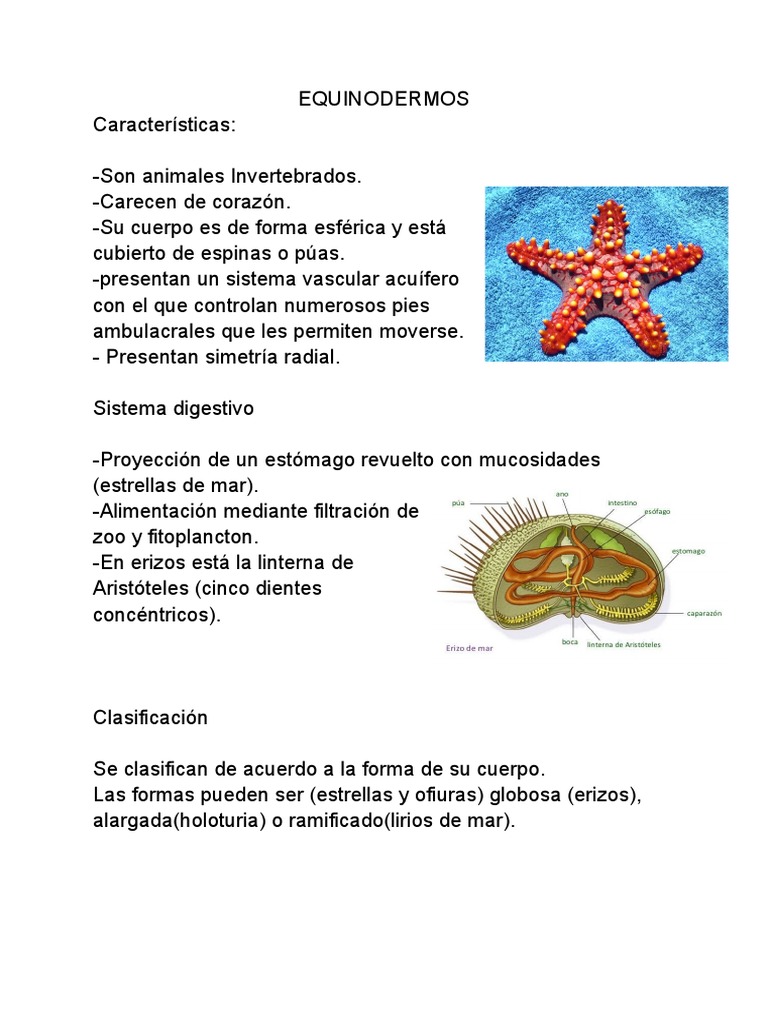 EQUINODERMOS | PDF | Ciencias sociales