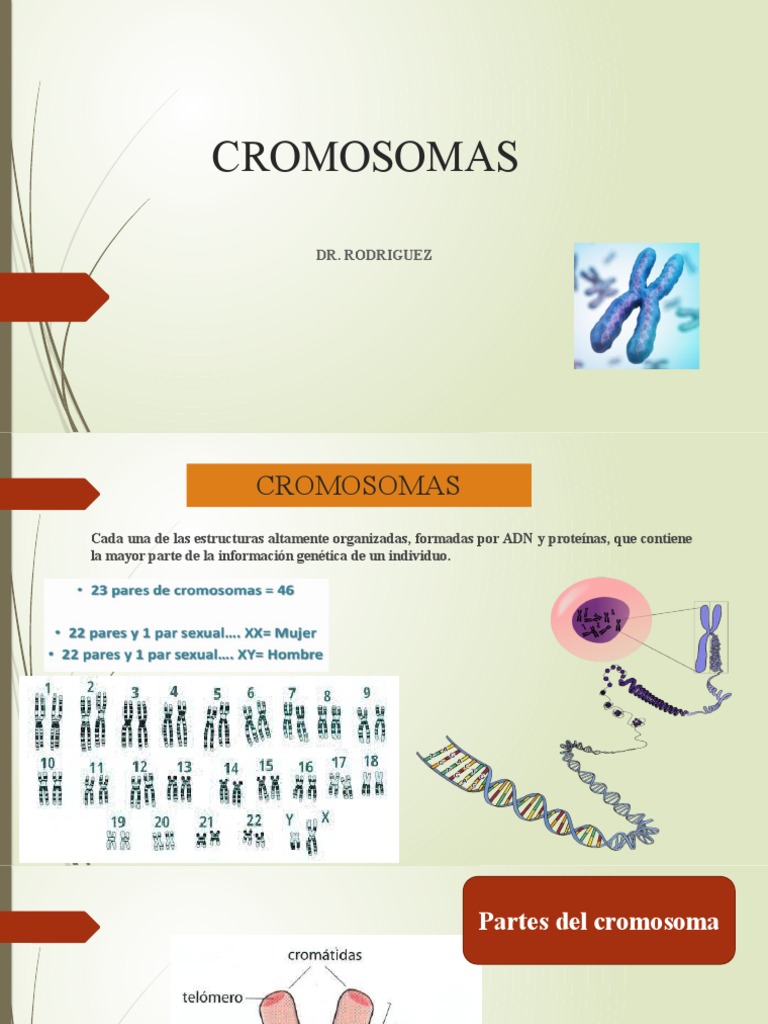3 Cromosomas | PDF | Cromosoma | Sexo