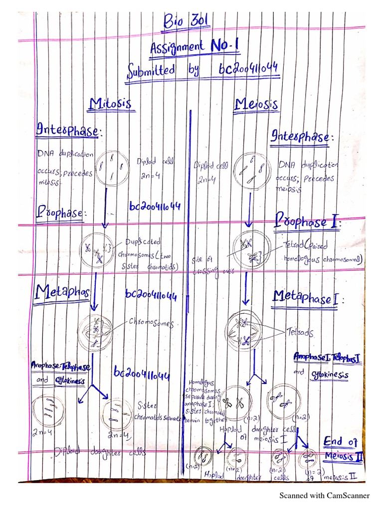 Bio 301 - Assignment 1 | PDF