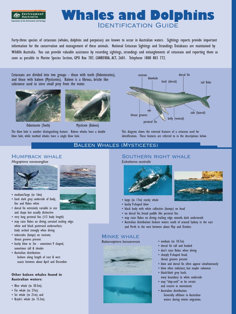 Cetacean Identification Guide | PDF | Cetacea | Whales