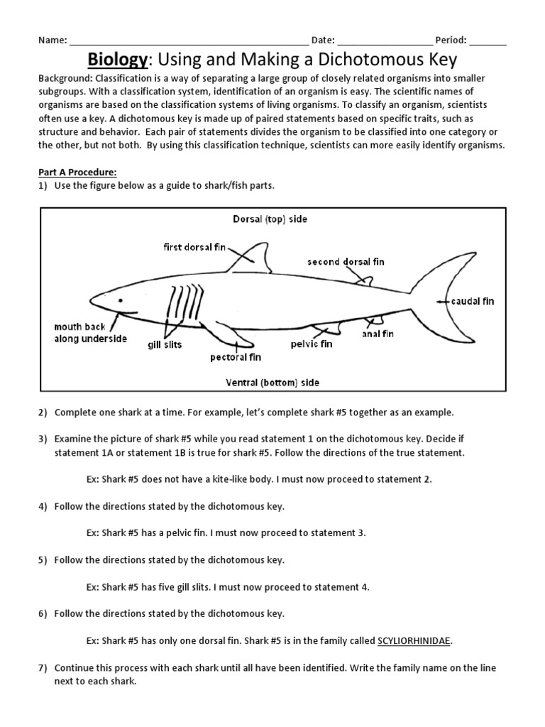 Shark Dichotomous Key Guide | PDF