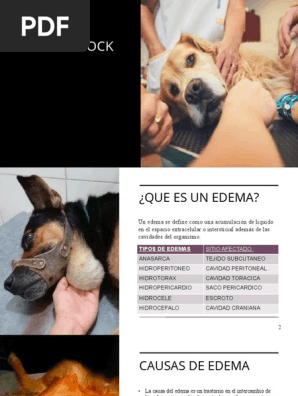 Que Causa Los Cachorros Anasarca