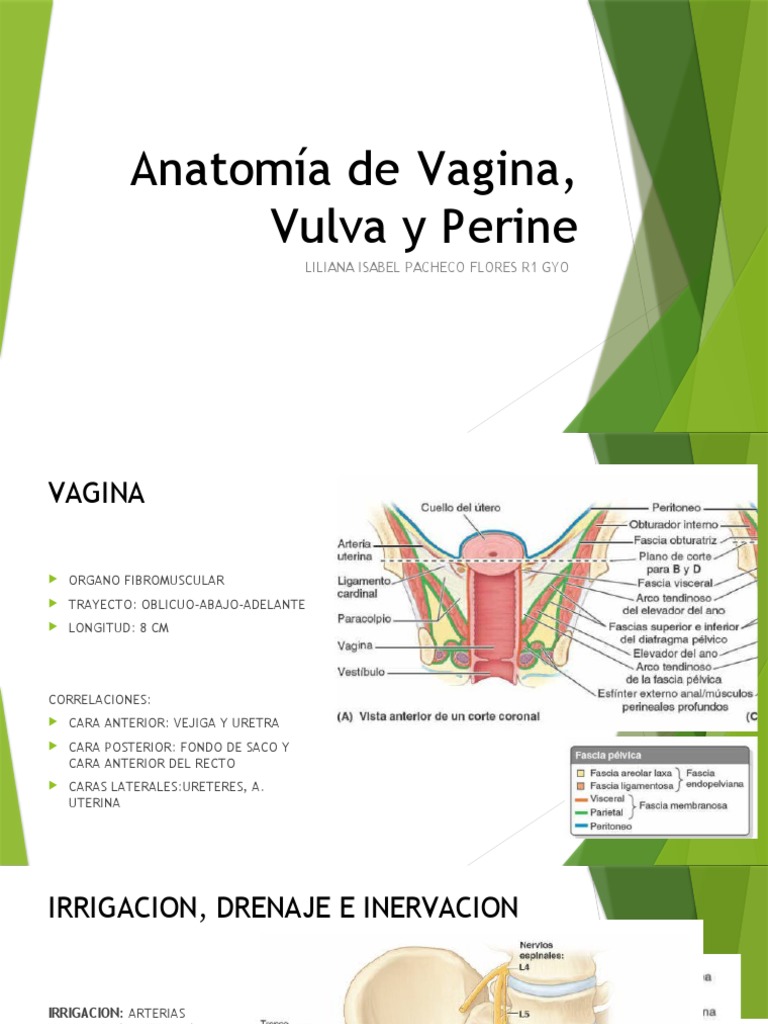 Anatomía Detallada de Vagina y Vulva | PDF | Vagina | Morfología (biología)