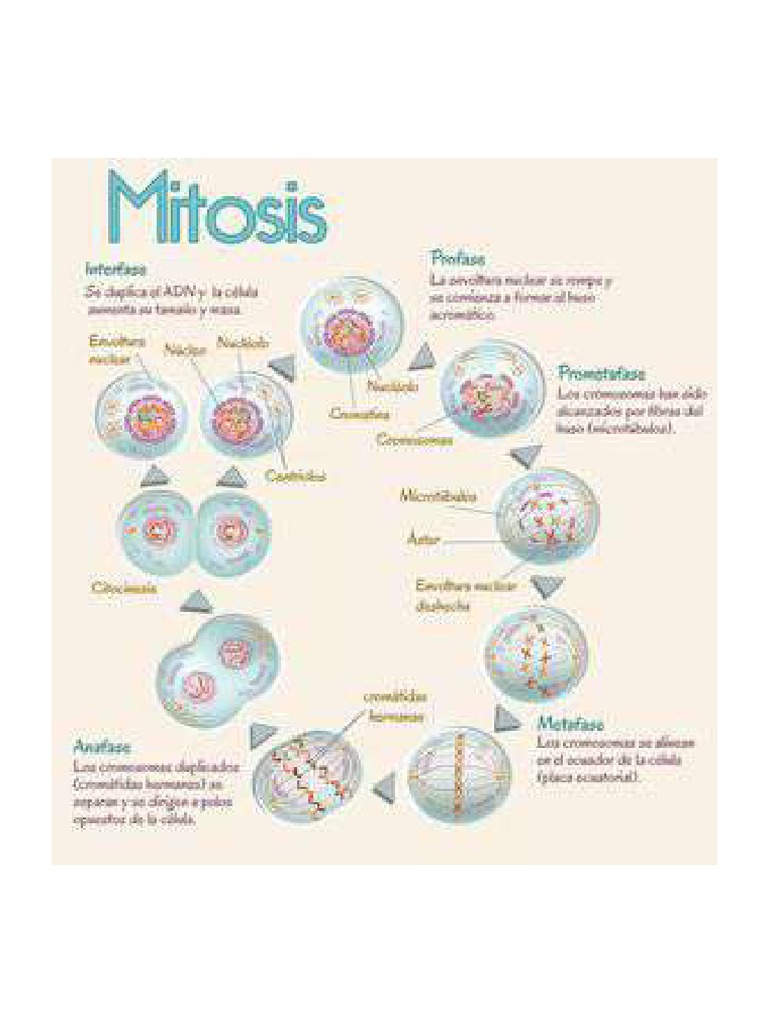 Mitosis | PDF
