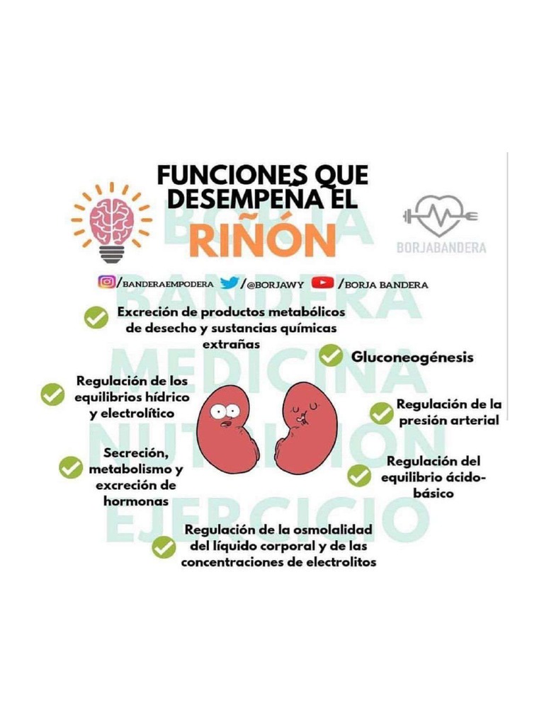 Funciones Que Desempeña El Riñon | PDF Funciones Que Desempeña El Riñon | PDF