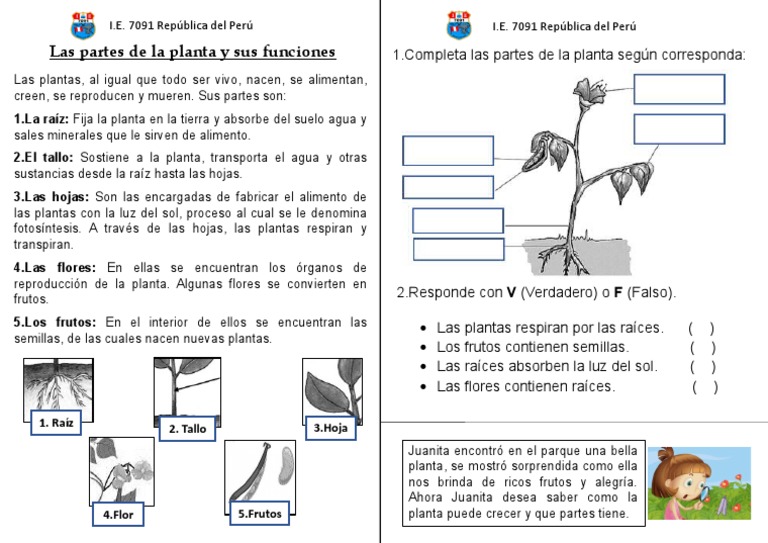Sesion 1 Ficha Partes de La Planta | PDF