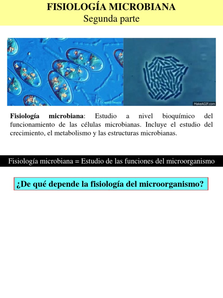 1 Sesión 1. Estructura Genica y Regulacion 230321 | PDF