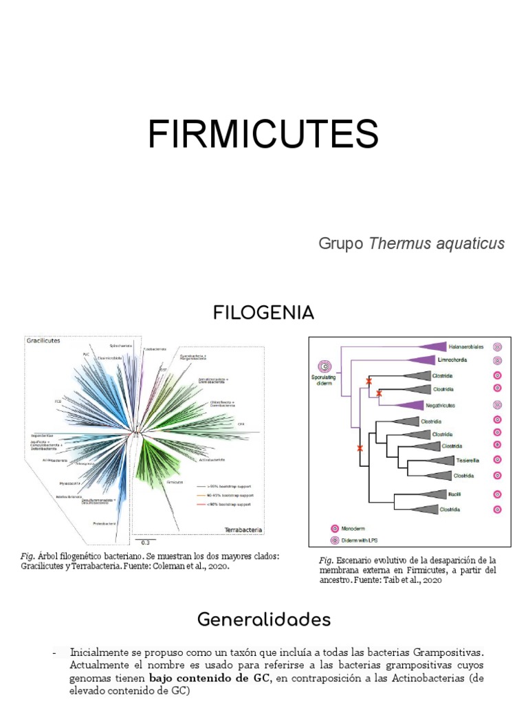 Firmicutes - Grupo Thermus Aquaticus | PDF | Las bacterias | Tracto ...
