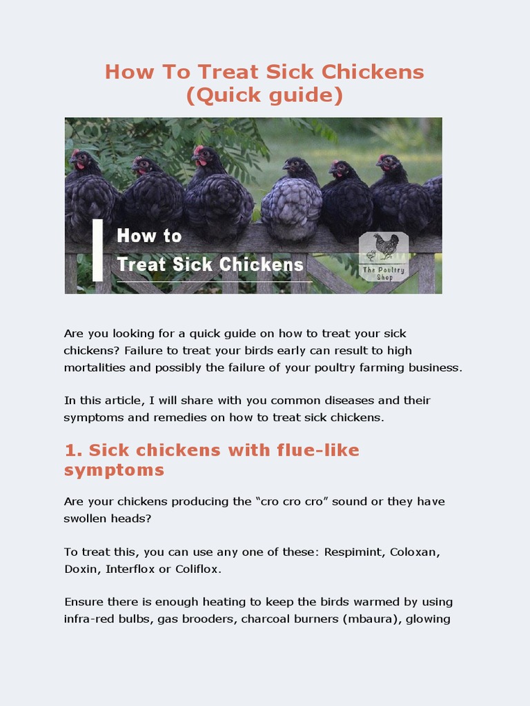 How To Treat Sick Chickens (Quick Guide) - The Poultry Shop | PDF | Chicken | Birds