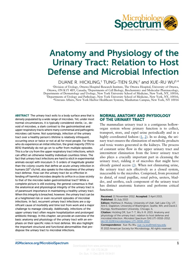 Anatomy and Physiology UTI | PDF