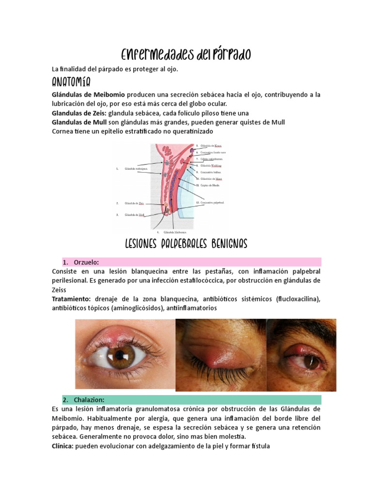Enfermedades Del Párpado | PDF