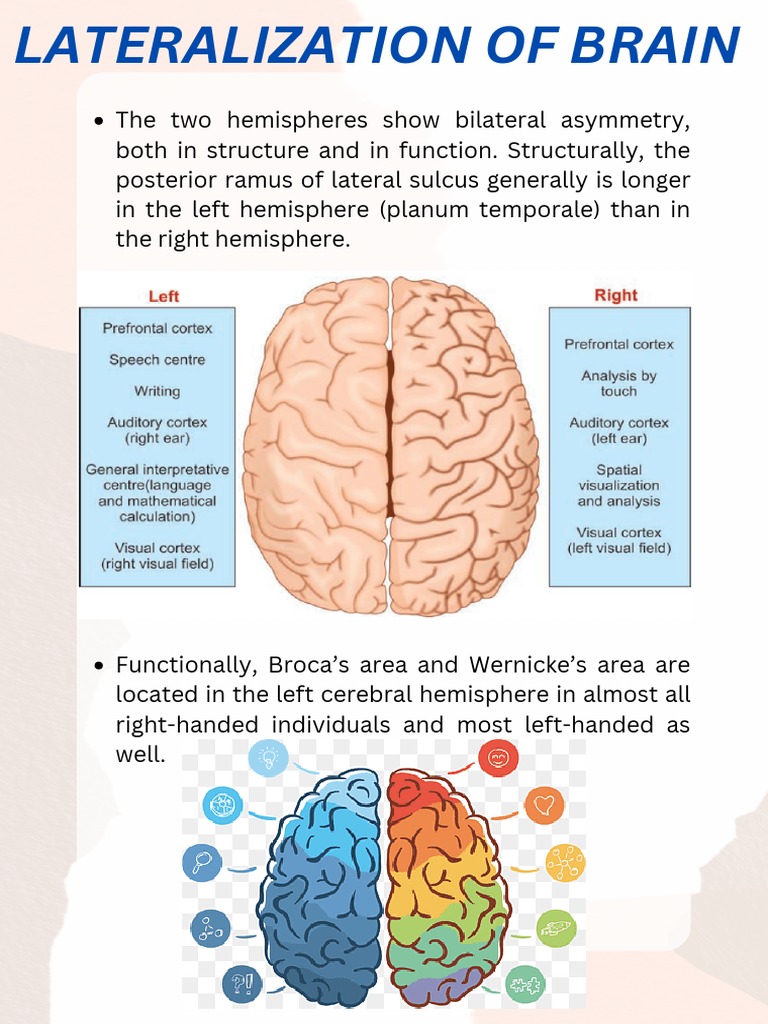 Lateralization Of Brain Pdf
