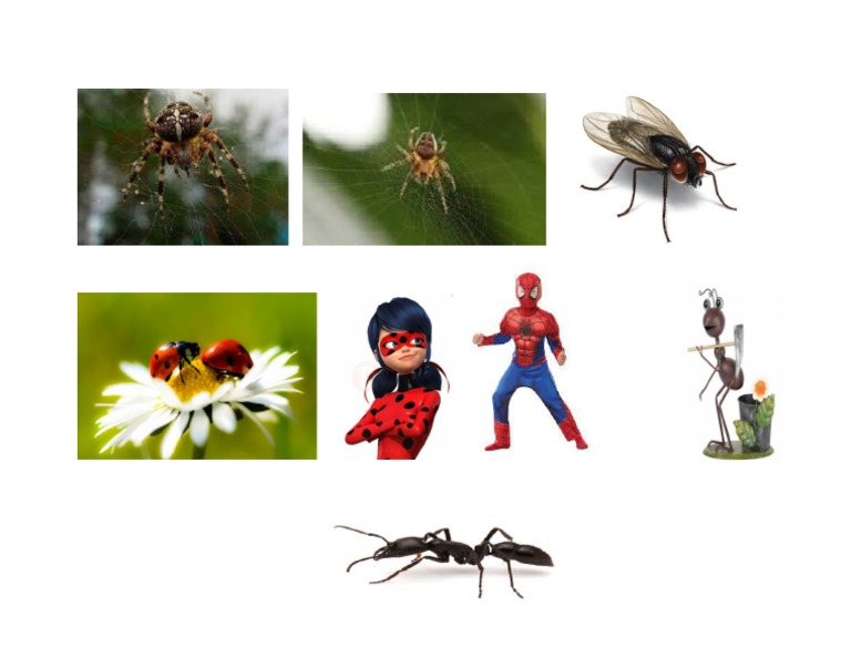 insecte - jetoane pentru jala | PDF