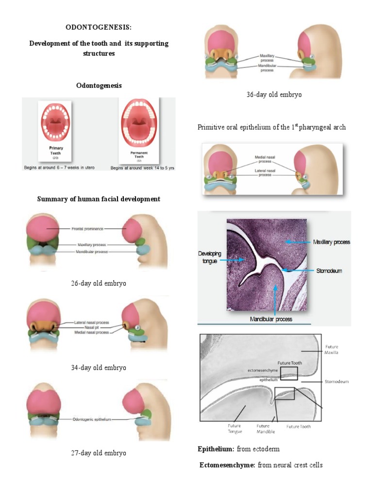 ODONTOGENESIS Development of Teeth and Surrounding Structures | PDF