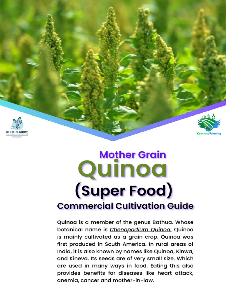 Quinoa Cultivation Guide | PDF | Quinoa | Crops