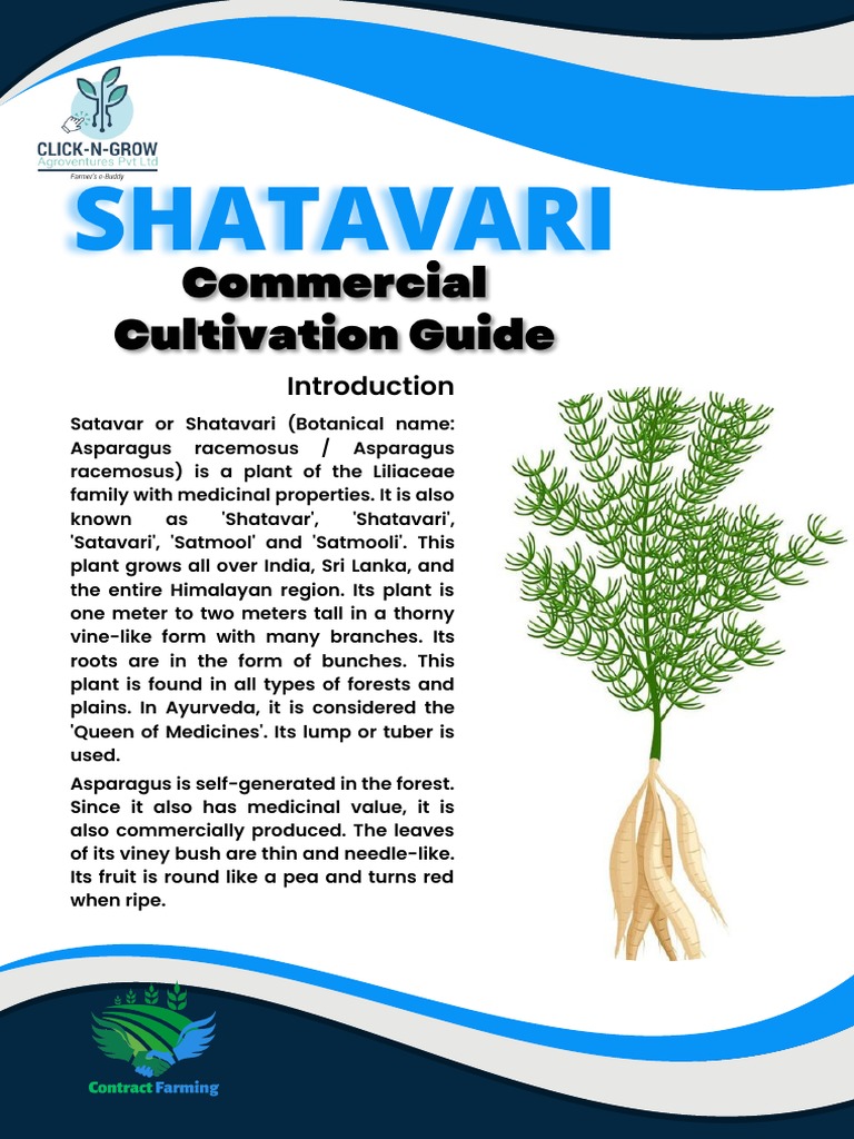 Yellow Shatavari Cultivation Guide | PDF | Fertilizer | Weed