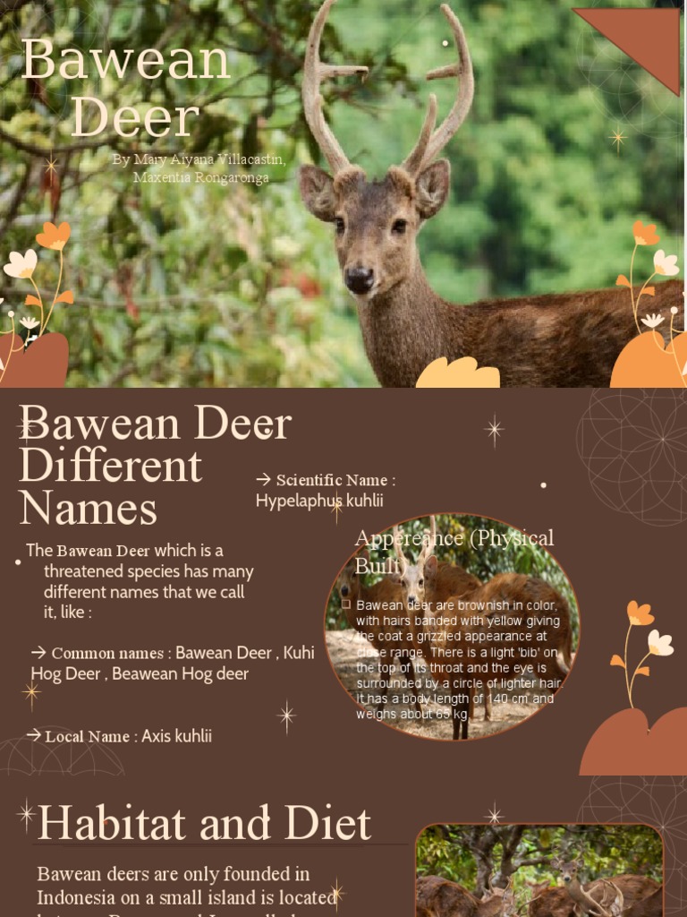Bawean Deer Presentation | PDF
