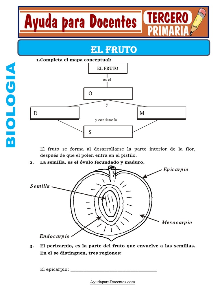 Partes y formación del fruto para niños | PDF | Fruta | Horticultura
