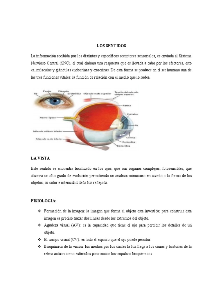 Fisiología de Los Sentidos | PDF | Gusto | Percepción visual