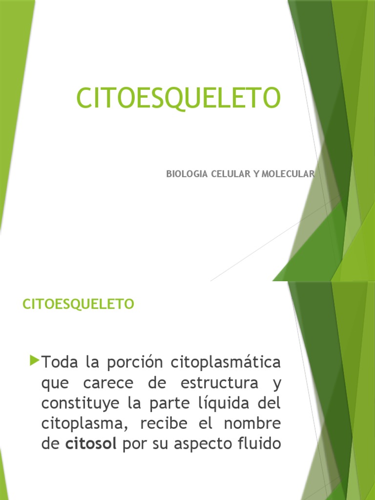 Citoesqueleto 2023 | PDF | Microtúbulos | Citoesqueleto