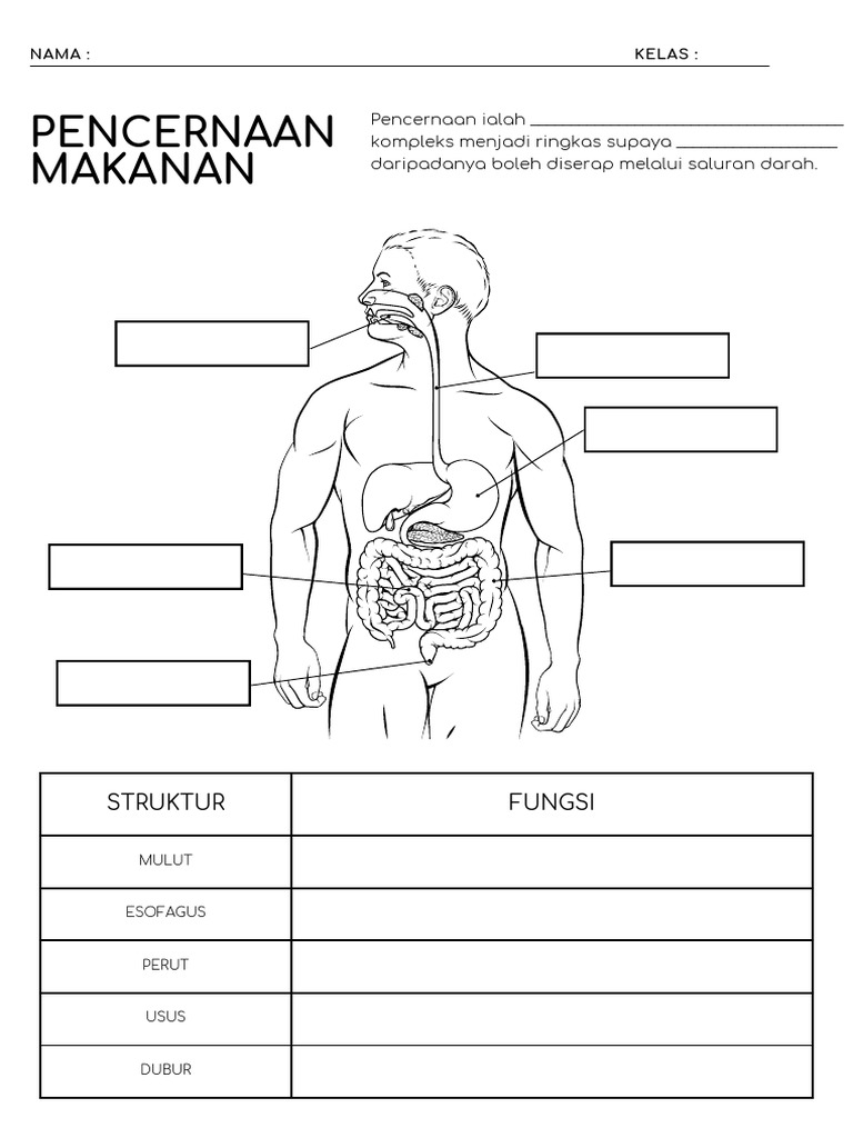 Latihan Sains Tahun 3 Unit 3 Pencernaan Makanan Pdf