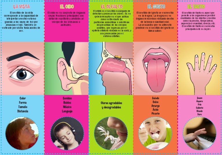 Los 5 Sentidos | PDF