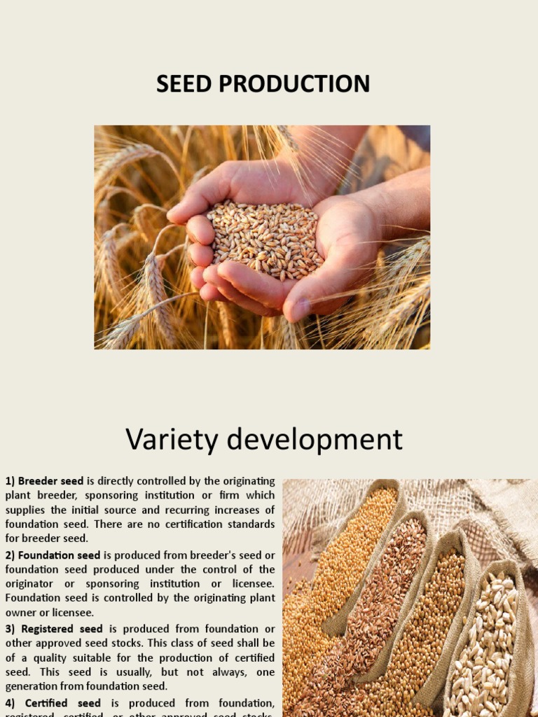 Seeds Production | PDF | Seed | Germination